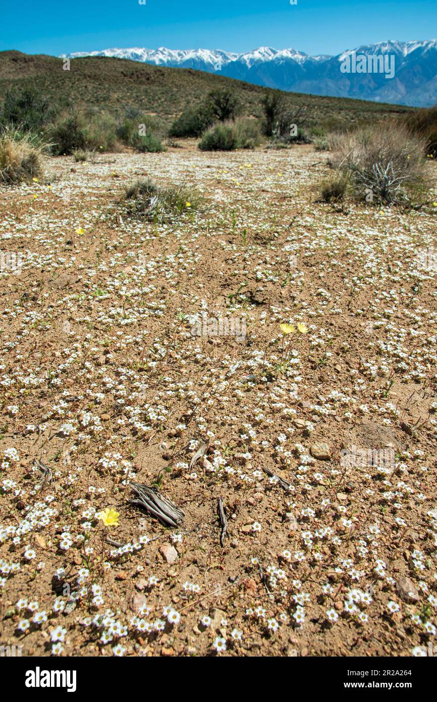 The Volcanic Tablelands, an area just north of Bishop, Inyo County, CA ...