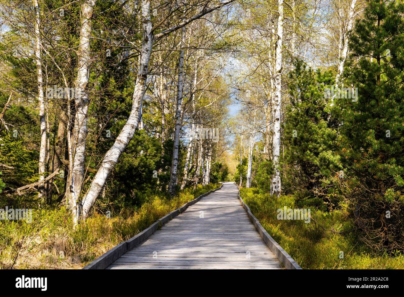 Landscape in the Black Forest. A boardwalk in the Kaltenbronn nature ...