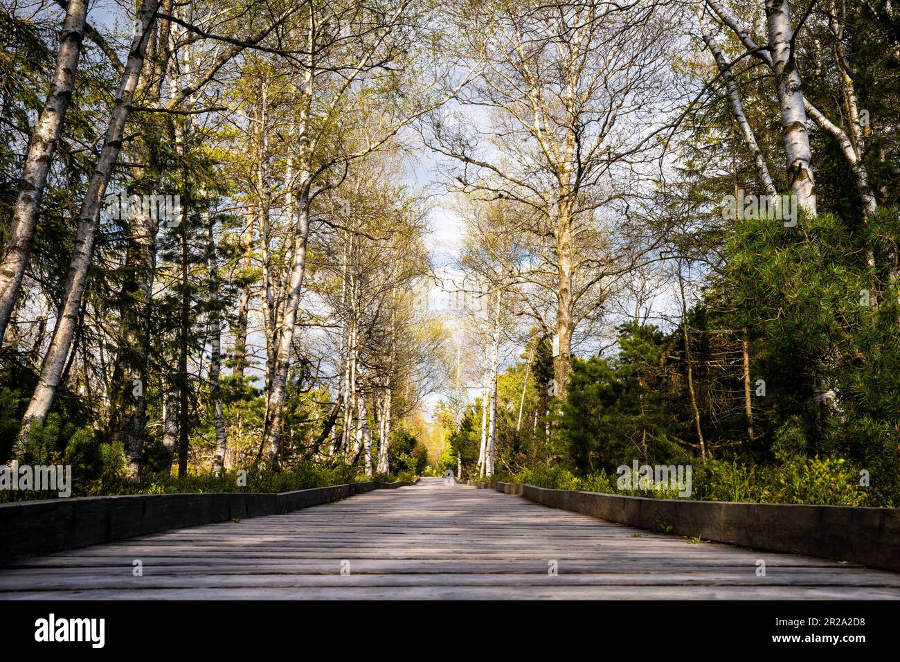 Landscape in the Black Forest. A boardwalk in the Kaltenbronn nature ...
