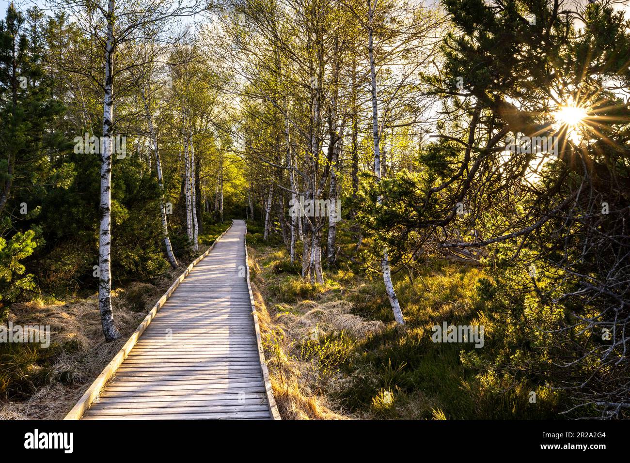 Landscape in the Black Forest. A boardwalk in the Kaltenbronn nature ...