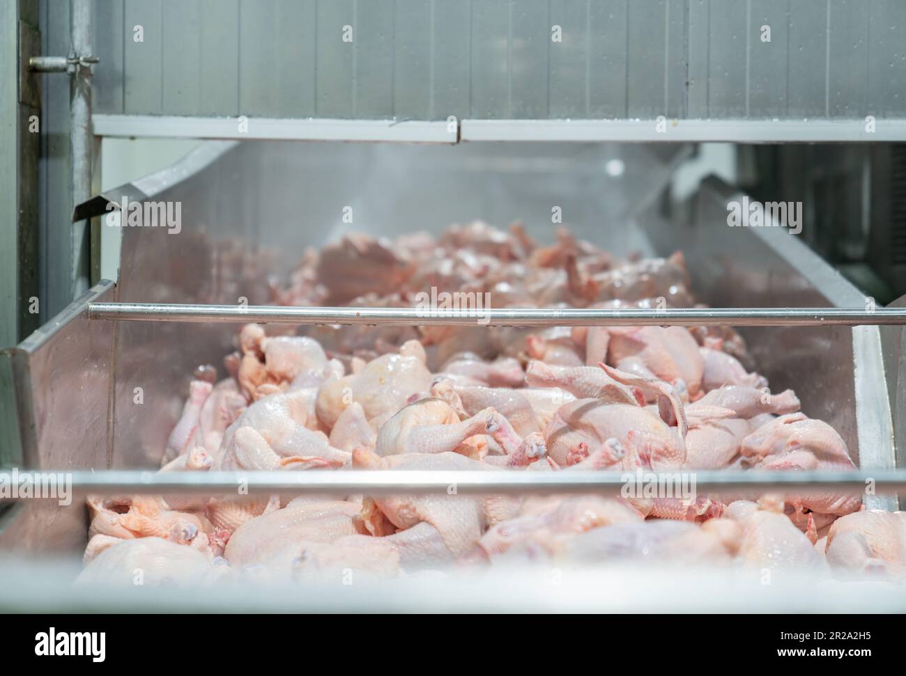 Chicken whole from chiller tank after reduce temperature and cleaning ...