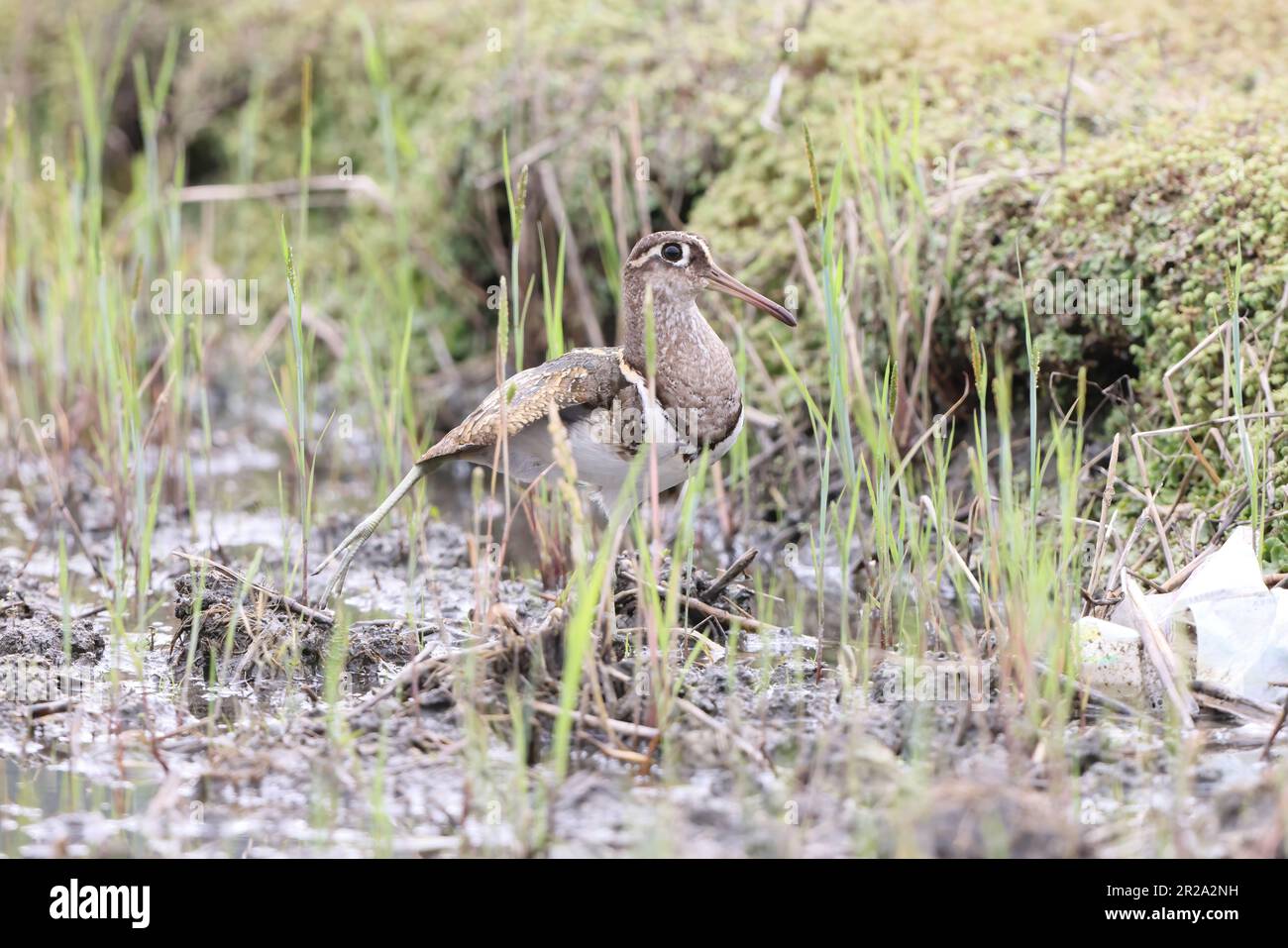 Greater painted-snipe (Rostratula benghalensis) in Japan Stock Photo ...