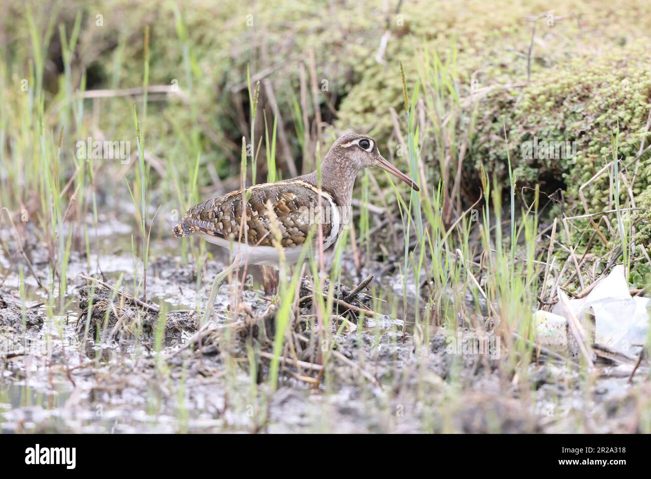 Greater painted-snipe (Rostratula benghalensis) in Japan Stock Photo ...