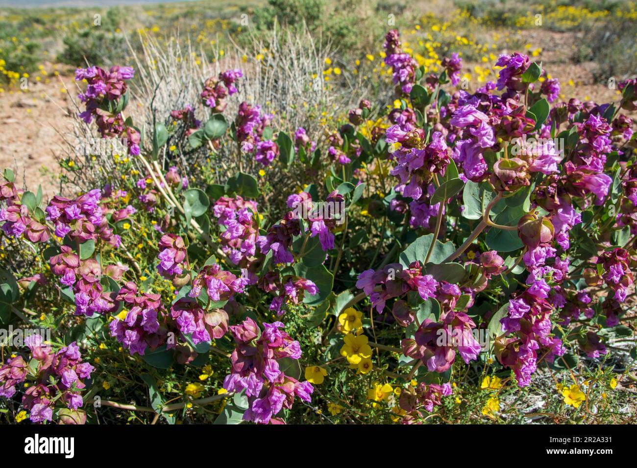 The Volcanic Tablelands, an area just north of Bishop, Inyo County, CA ...