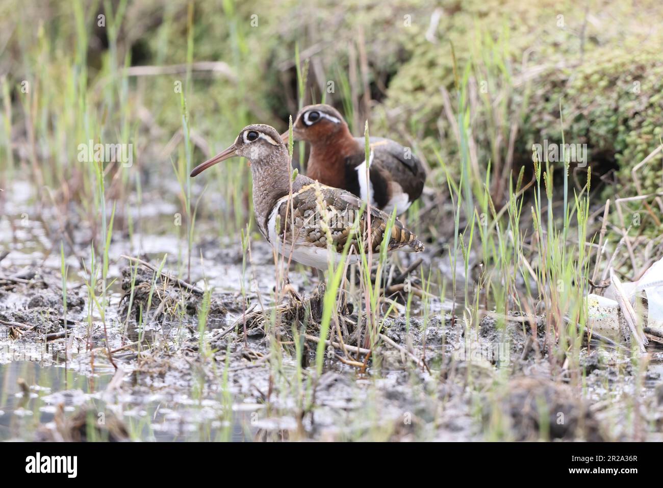 Greater painted-snipe (Rostratula benghalensis) in Japan Stock Photo ...
