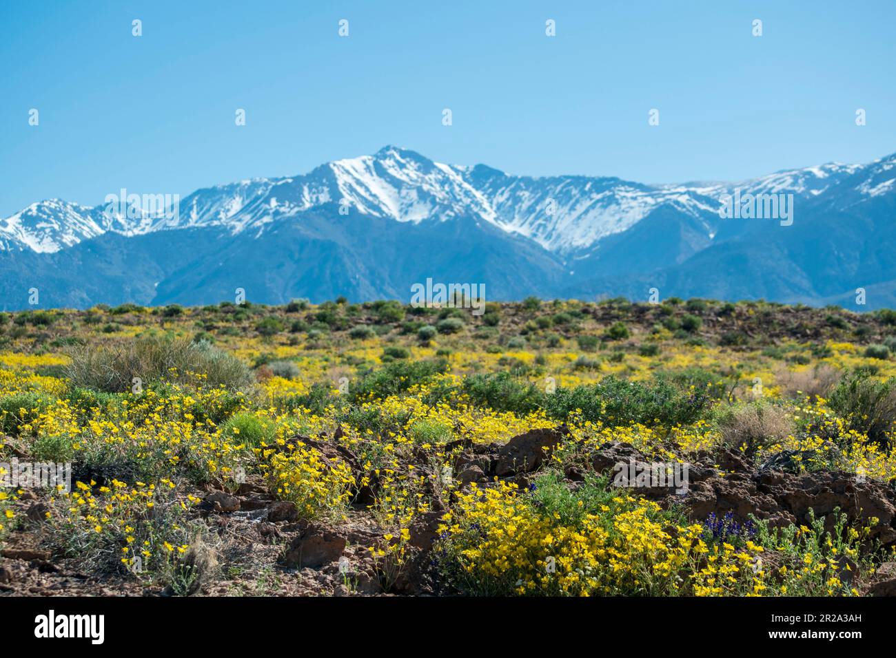 The Volcanic Tablelands, an area just north of Bishop, Inyo County, CA ...