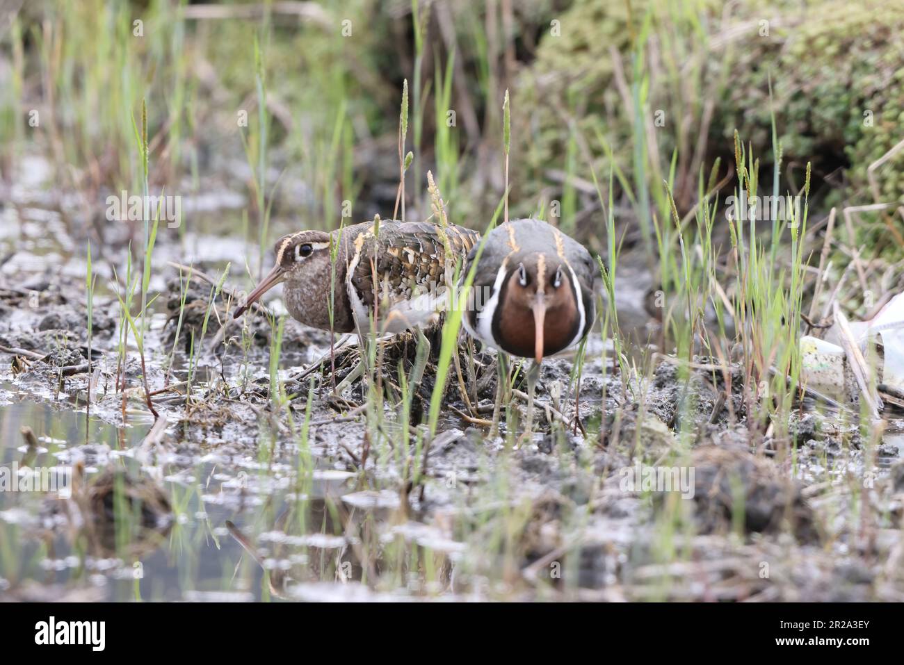 Greater painted-snipe (Rostratula benghalensis) in Japan Stock Photo ...
