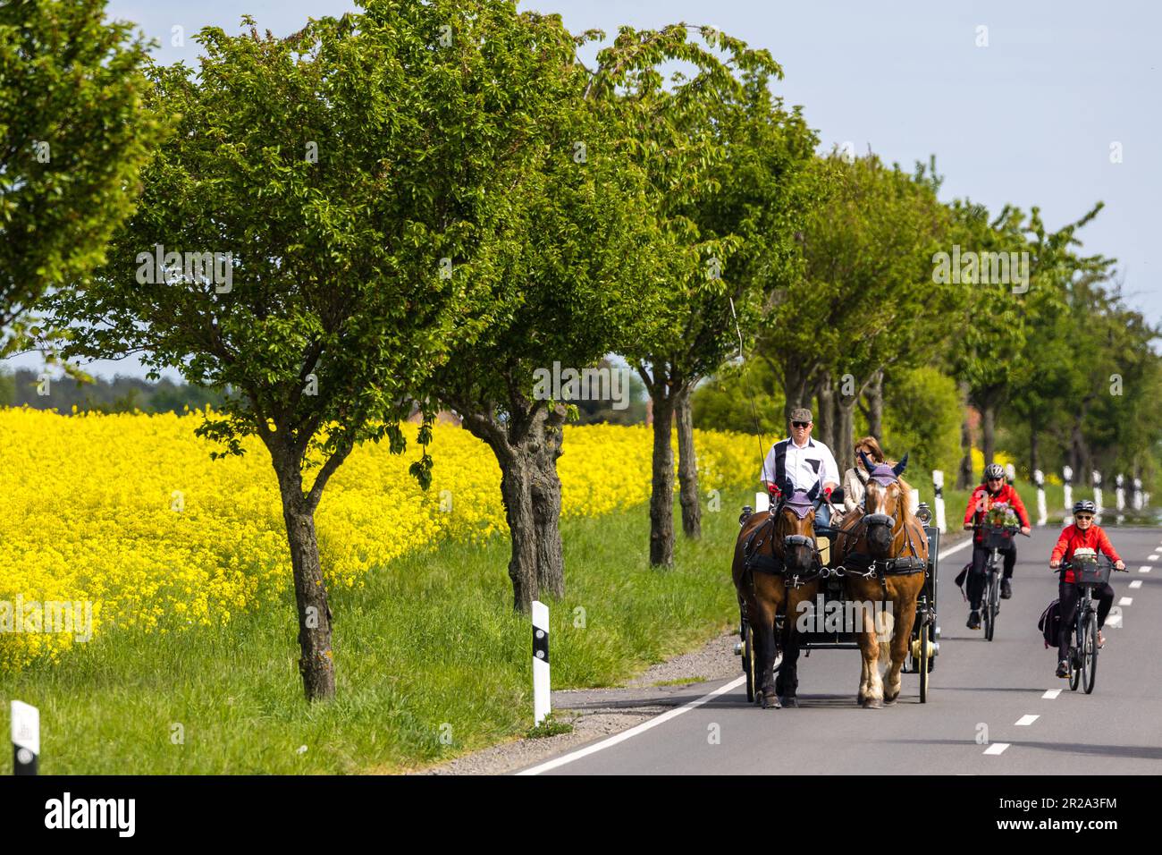 Wellmitz, Germany. 18th May, 2023. People go for a ride in horse-drawn ...