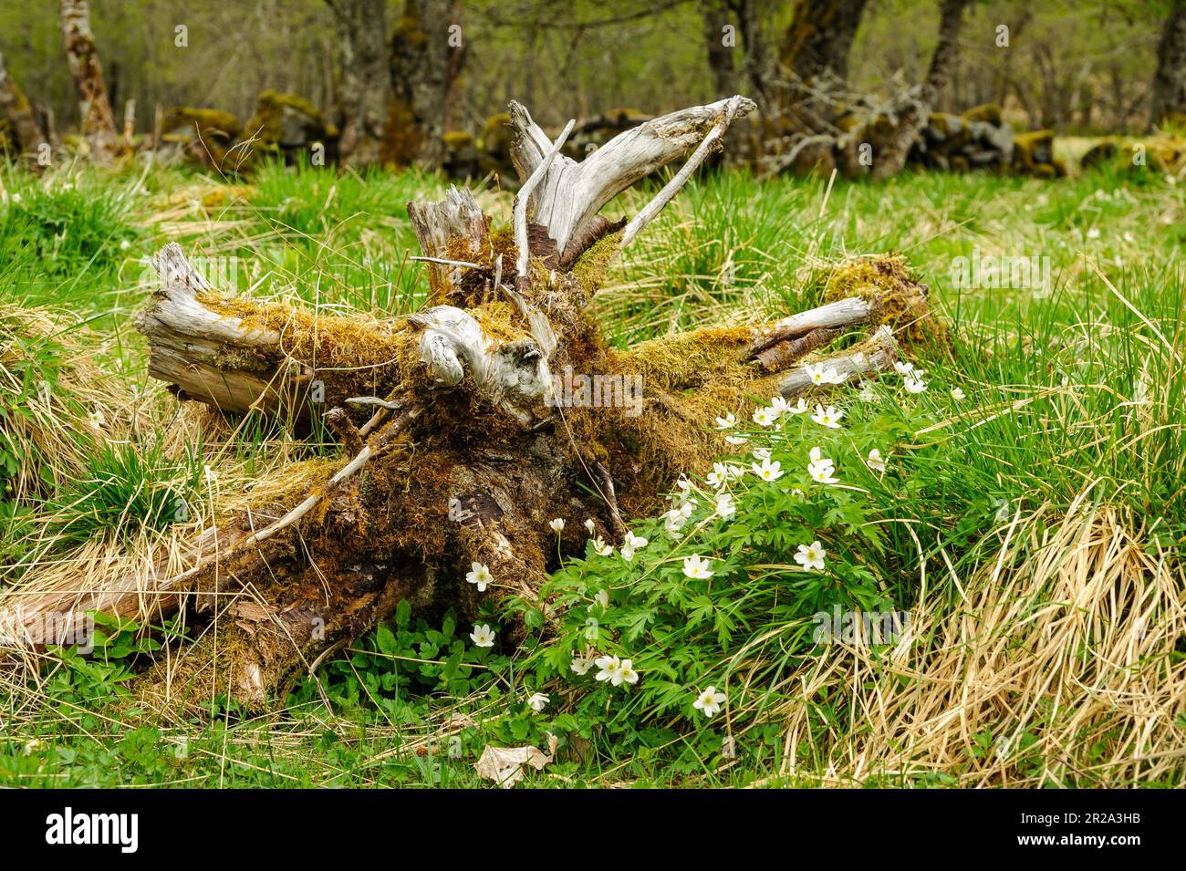 old moss-grown tree root in the spring among whitewash Stock Photo - Alamy