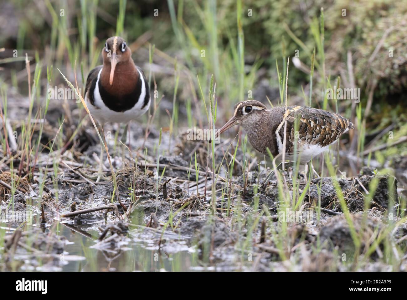 Greater painted-snipe (Rostratula benghalensis) in Japan Stock Photo ...