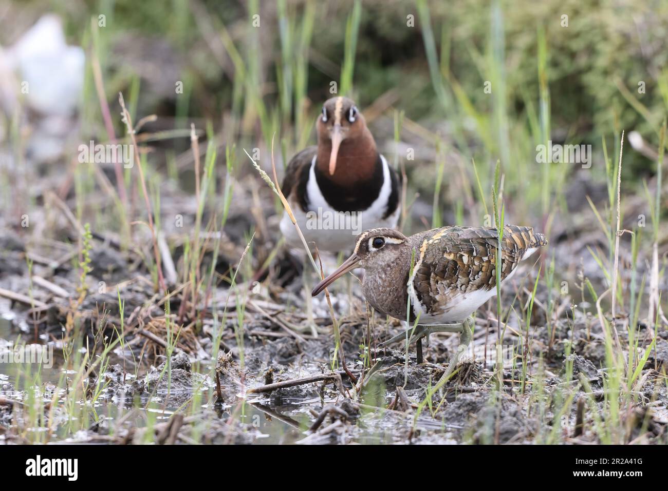 Greater painted-snipe (Rostratula benghalensis) in Japan Stock Photo ...