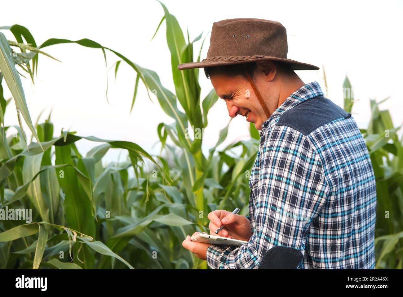 Expression farmer. Rich corn harvest and crop. Funny young farmer ...