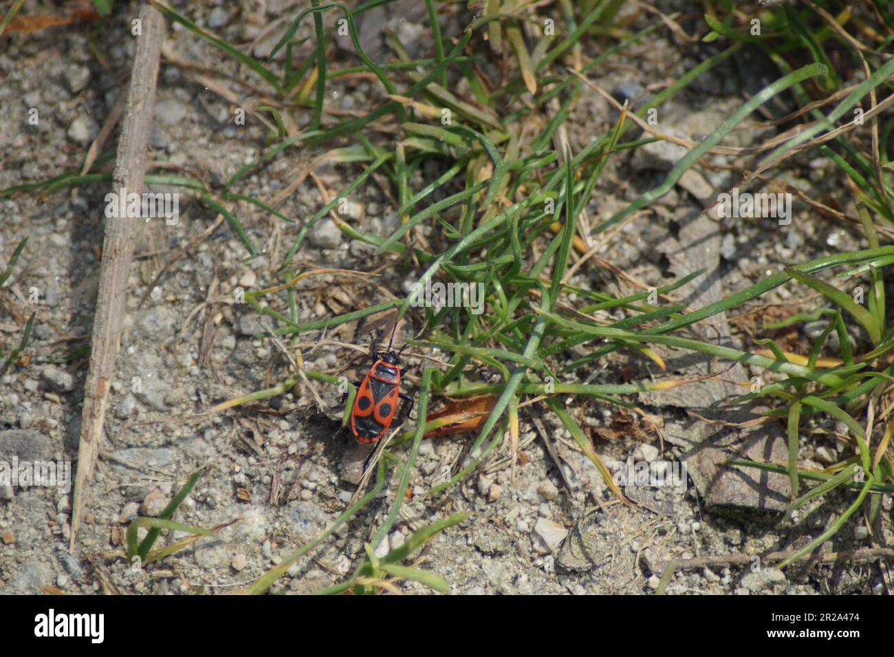 common fire bug pyrrhocoris apterus walking on the ground Stock Photo ...