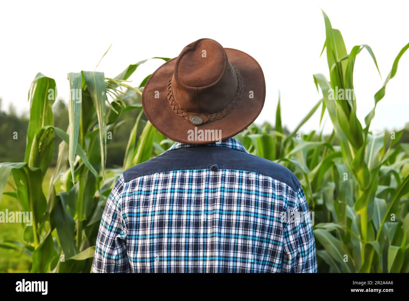 Back view of the cowboy. Back view of a young man wearing a cowboy hat ...
