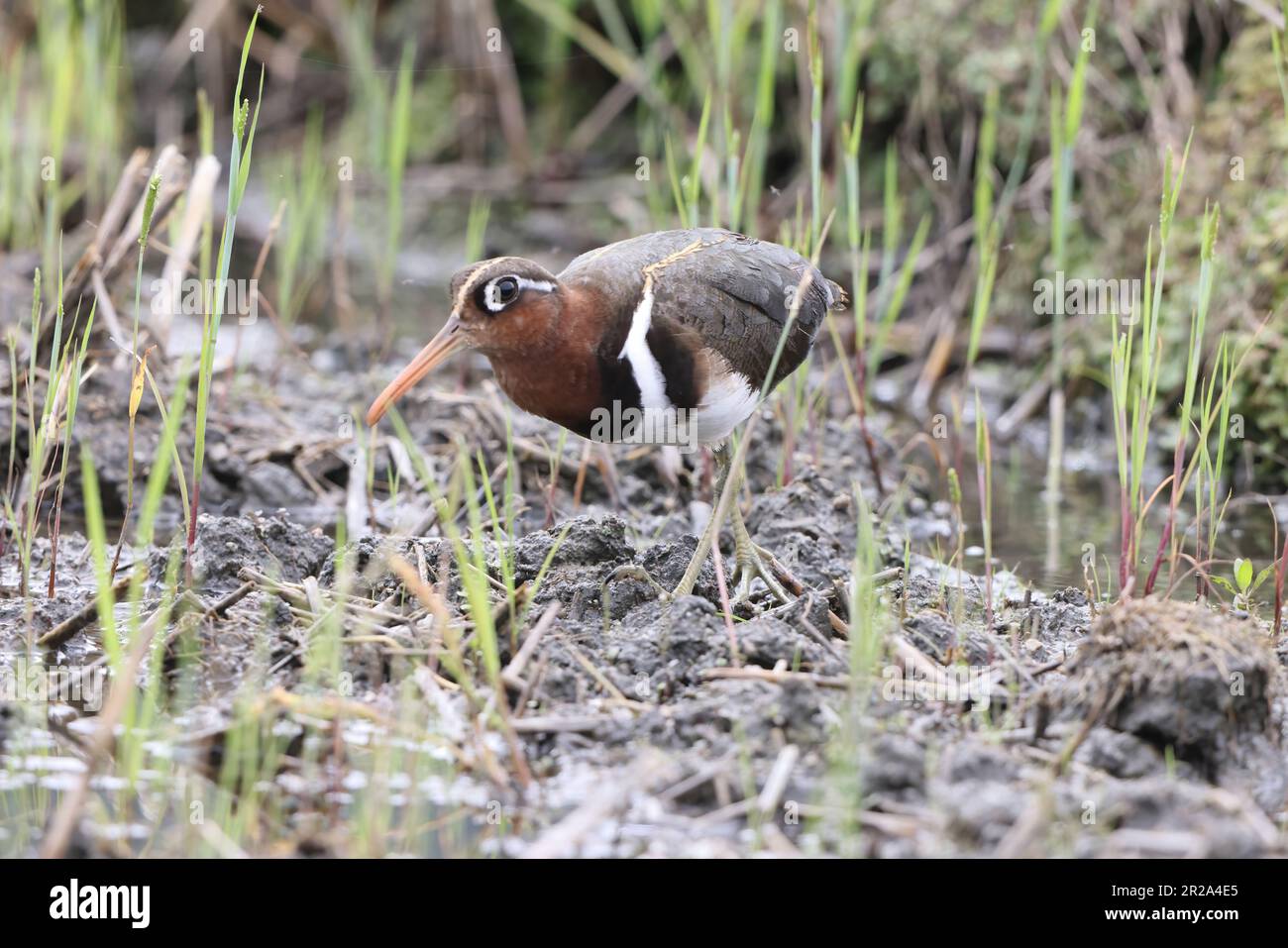 Greater painted-snipe (Rostratula benghalensis) in Japan Stock Photo ...