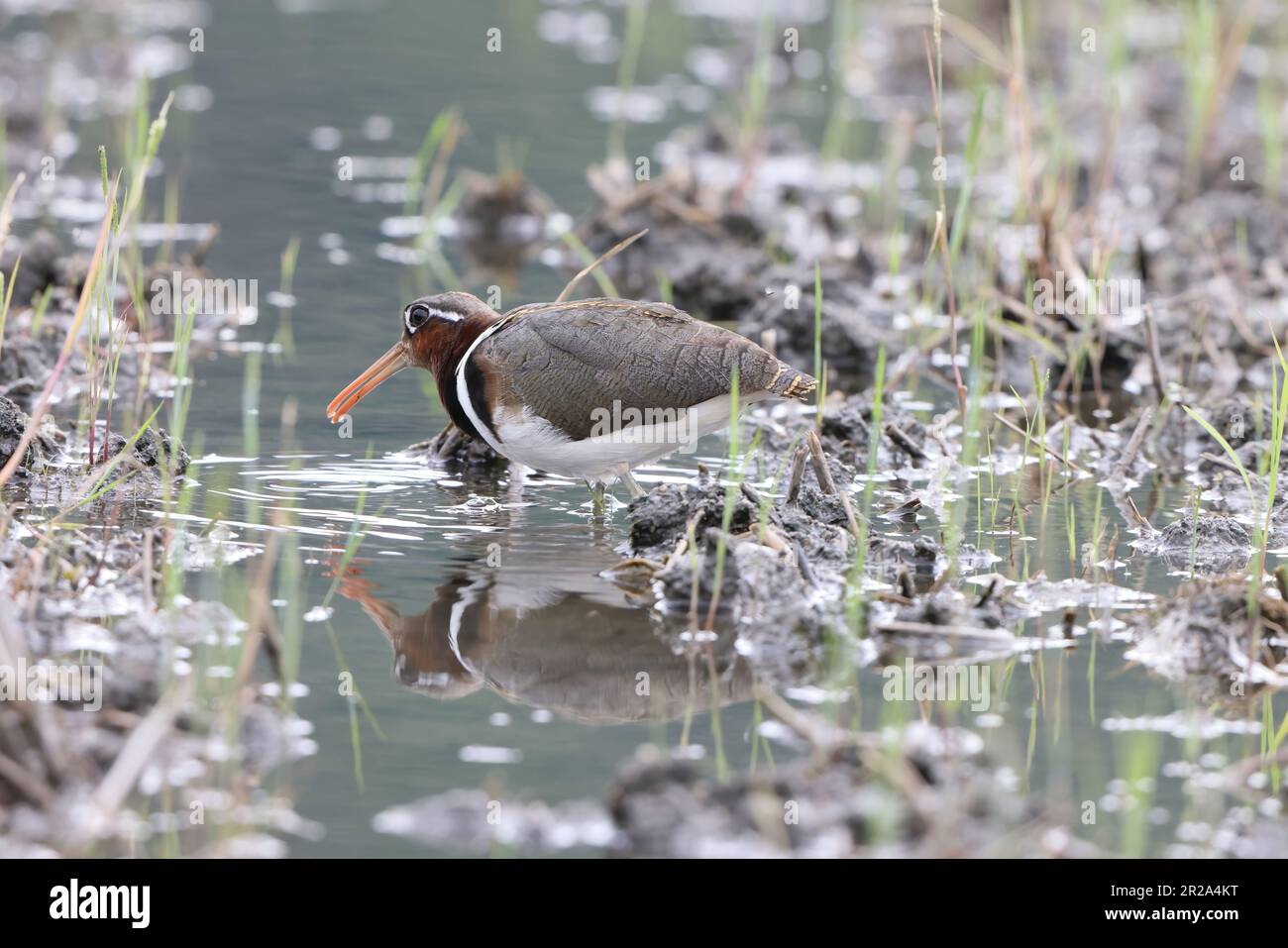 Greater painted-snipe (Rostratula benghalensis) in Japan Stock Photo ...