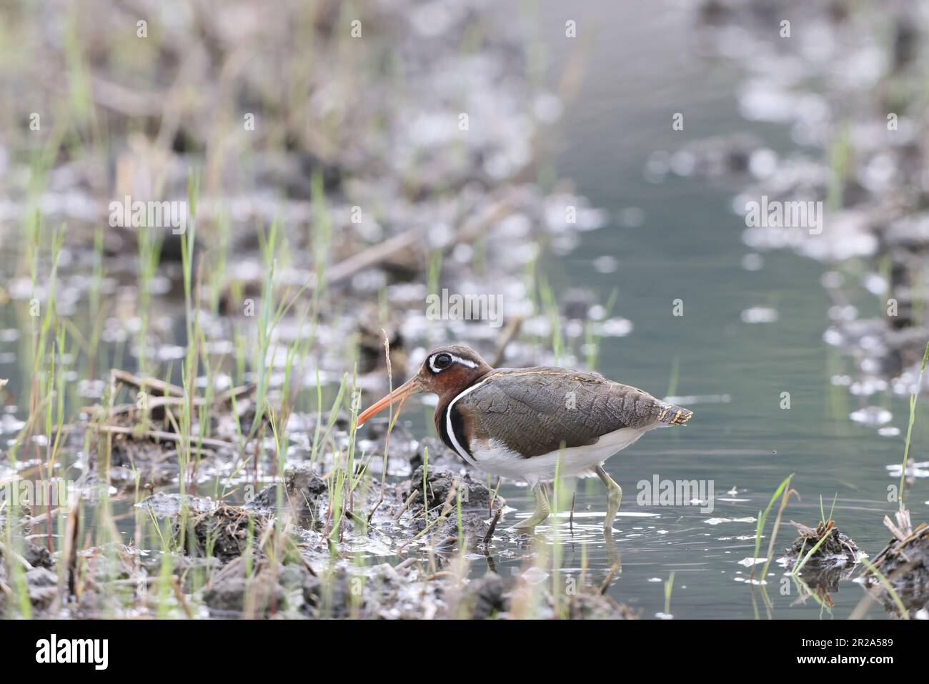 Greater painted-snipe (Rostratula benghalensis) in Japan Stock Photo ...