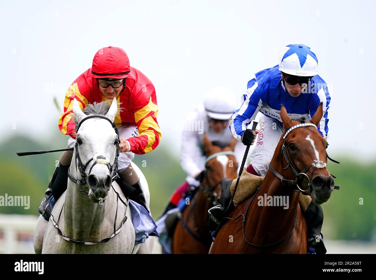 The foxes horse york hi-res stock photography and images - Alamy