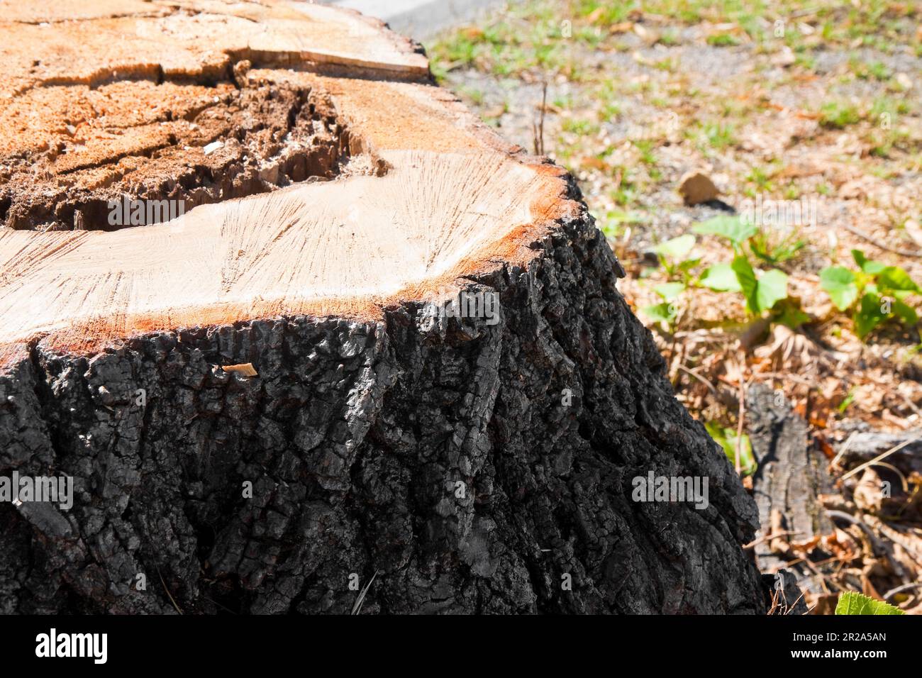 Detail of tree stump from recently cut tree. Linden tree was cut ...