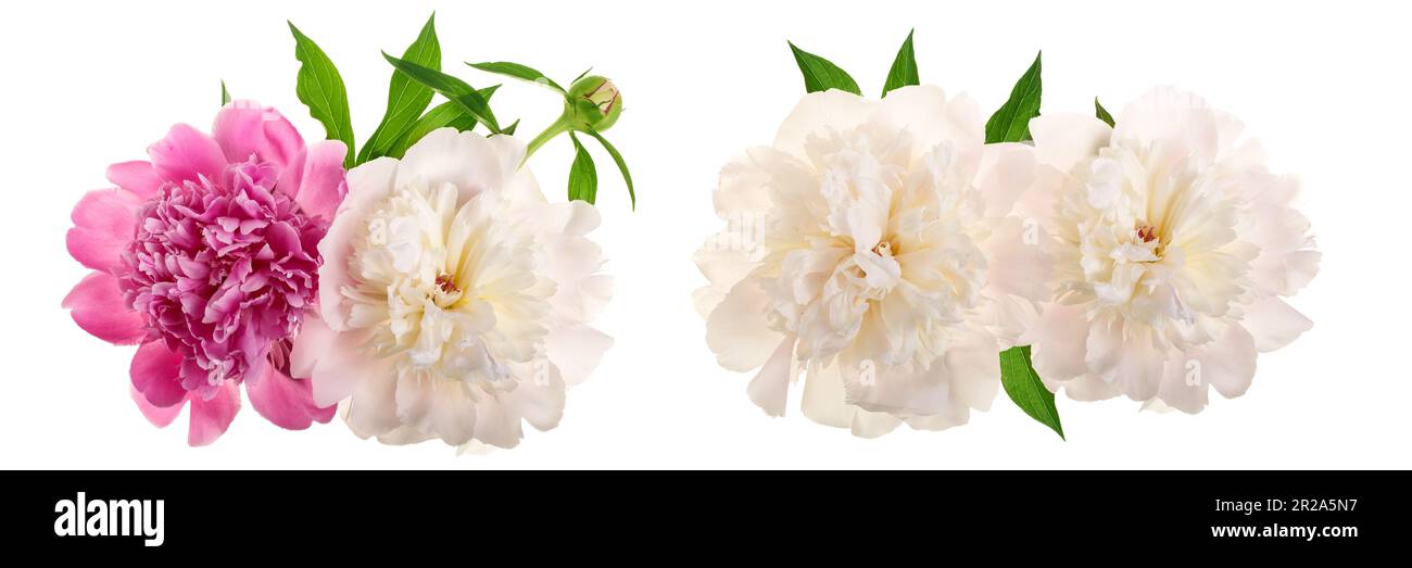 Two pink peony flower close up with green background hi-res stock ...