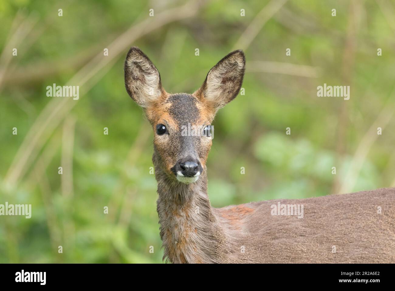Roe deer near the river Ure, North Yorkshire Stock Photo - Alamy