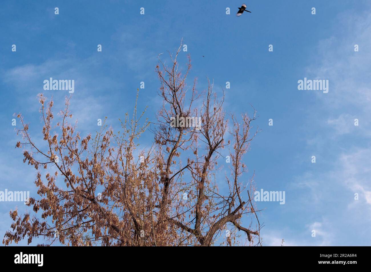 Bird flies in the sky over the tree. Bird nest on the tree Stock Photo ...