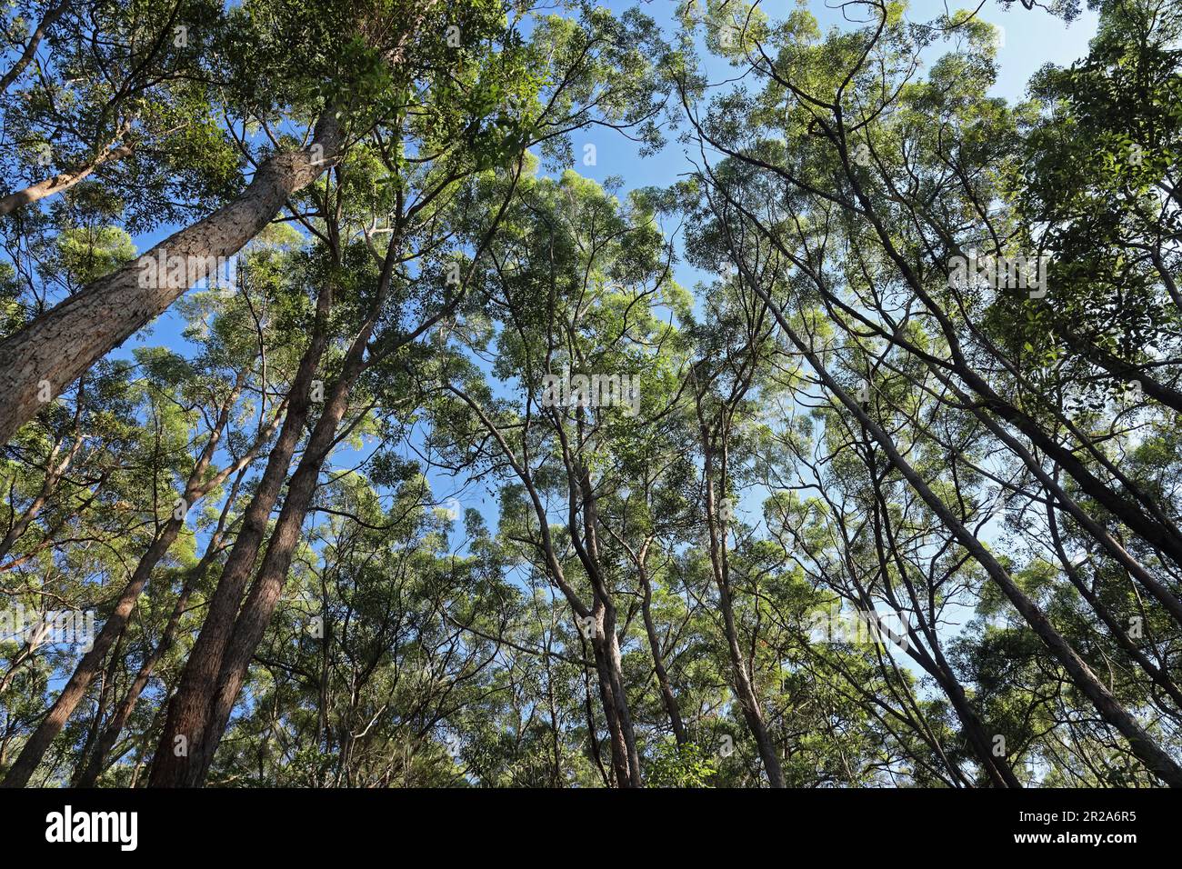 view into canopy of eucalypt forest south-east Queensland, Australia ...