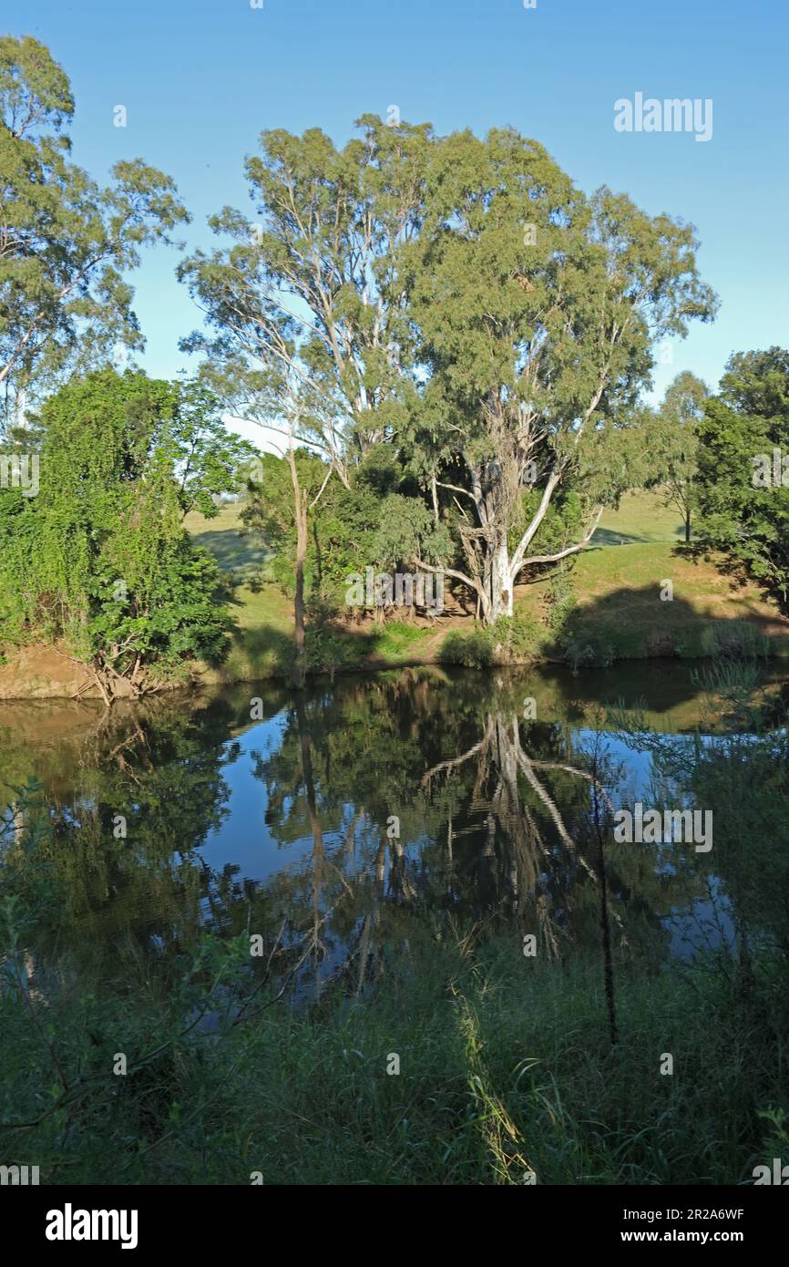 reflection of tree in river Logan River, Queensland, Australia. March ...