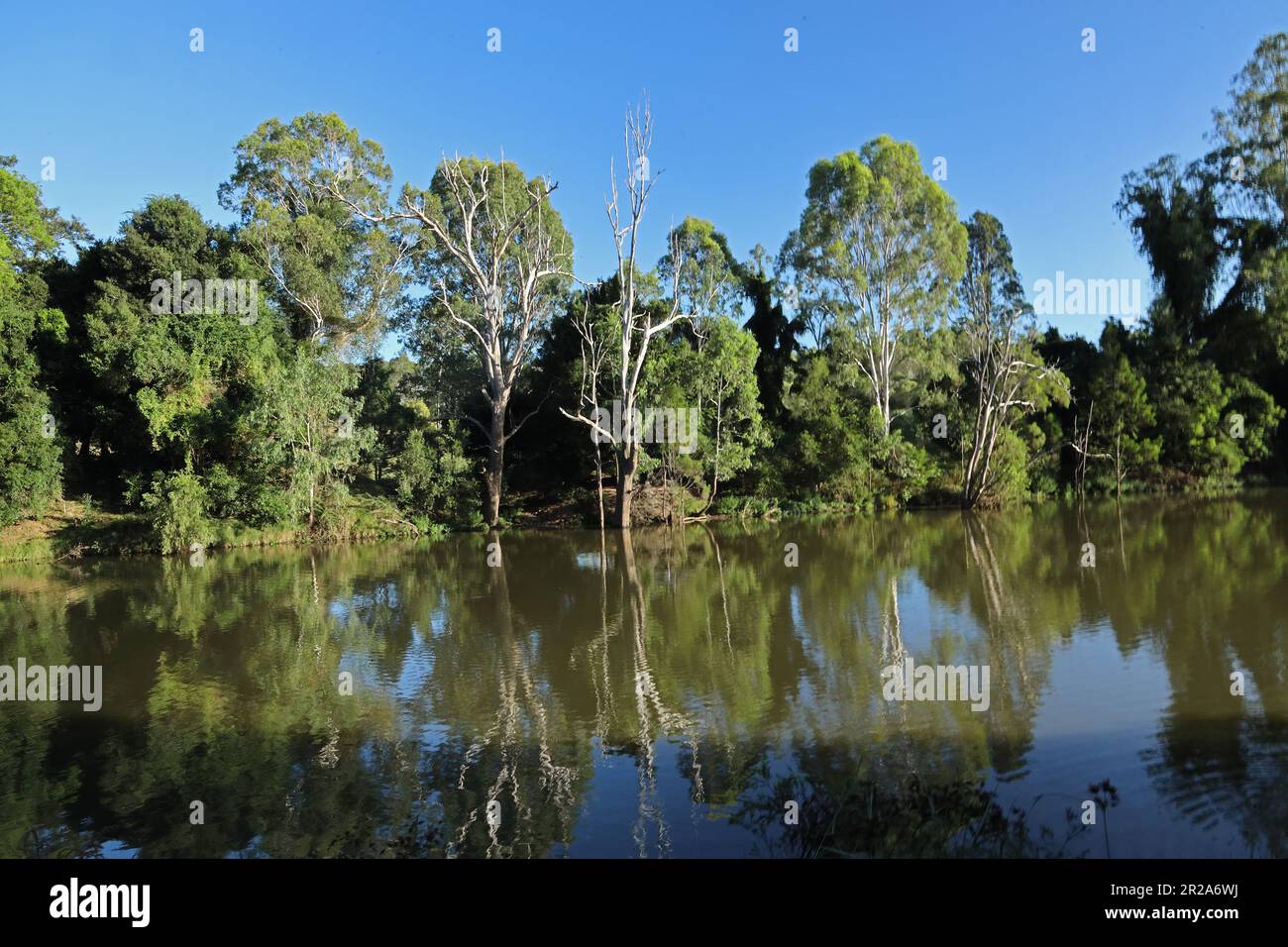 reflection of trees in river Logan River, Queensland, Australia. March ...