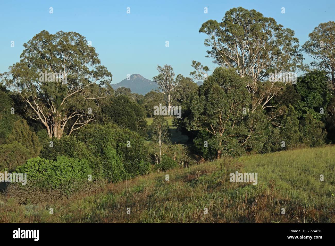 view over riverine woodland Logan River, Queensland, Australia. March ...