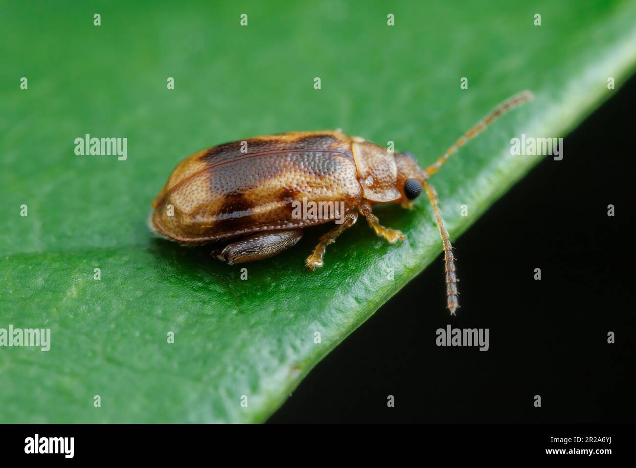 Sexmaculata hi-res stock photography and images - Alamy