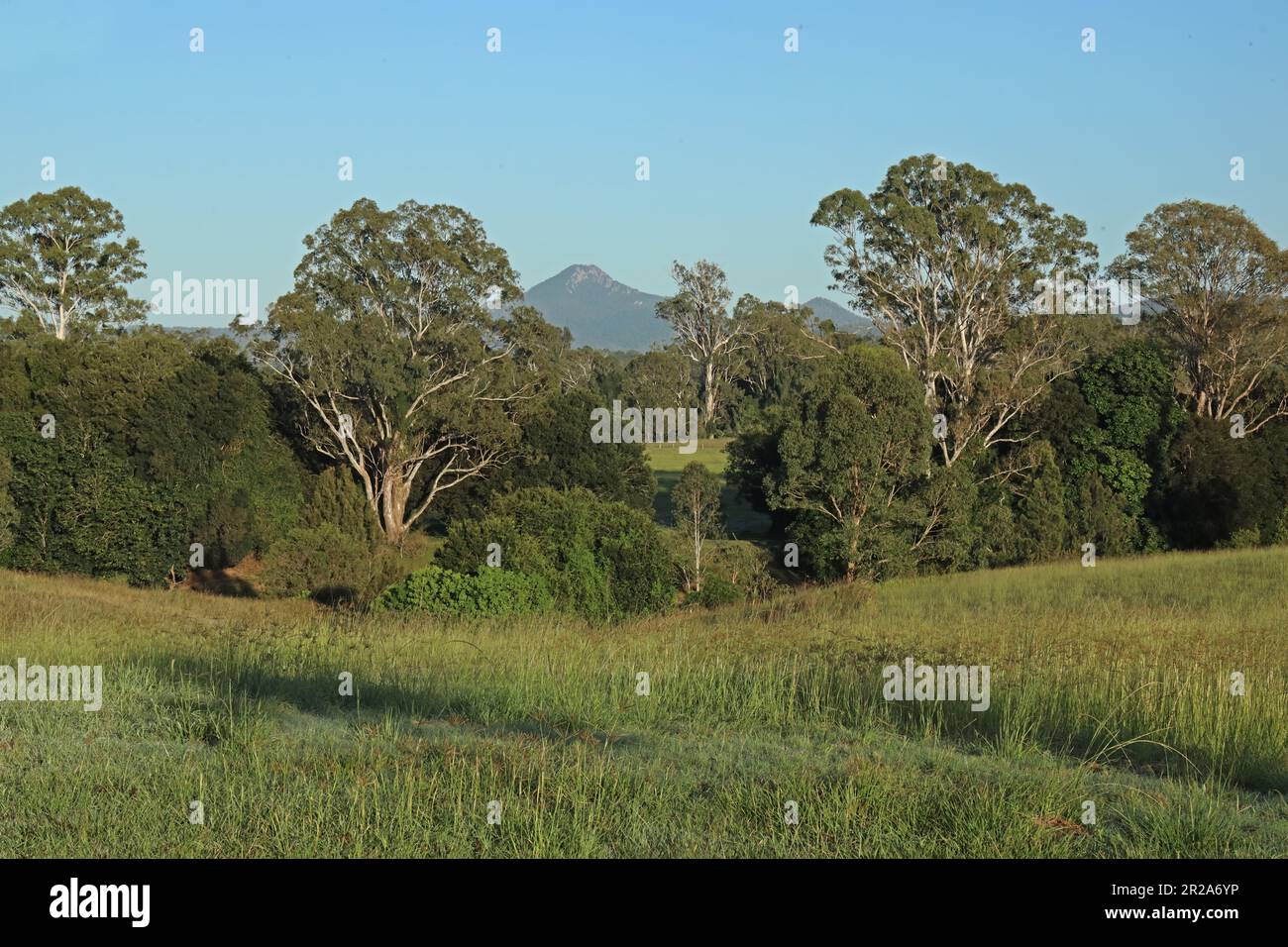 view over riverine woodland Logan River, Queensland, Australia. March ...