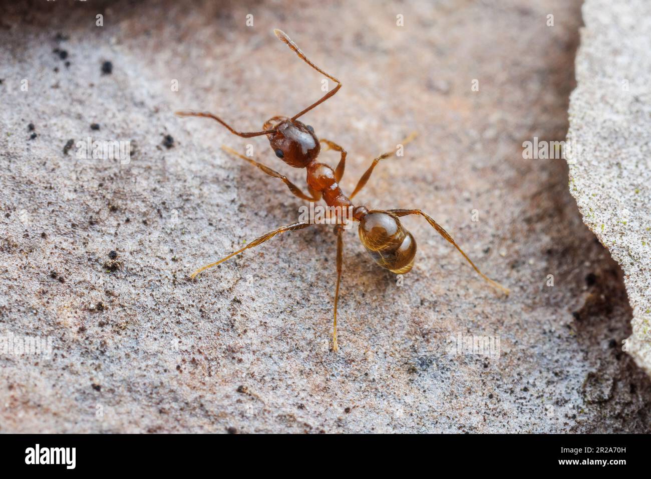Big-headed Ant (Pheidole dentata Stock Photo - Alamy