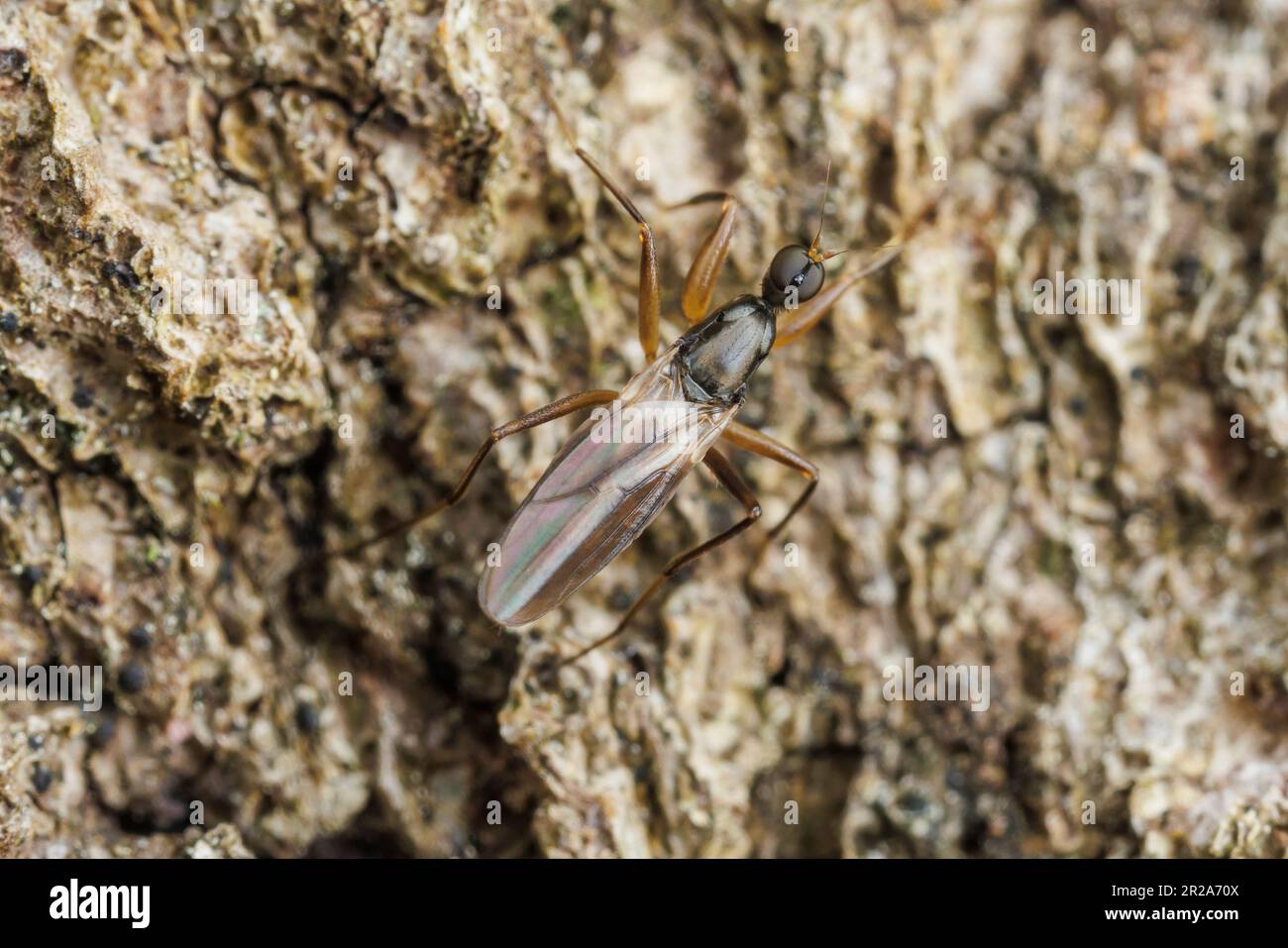 Hybotid Dance Fly (Tachypeza sp Stock Photo - Alamy