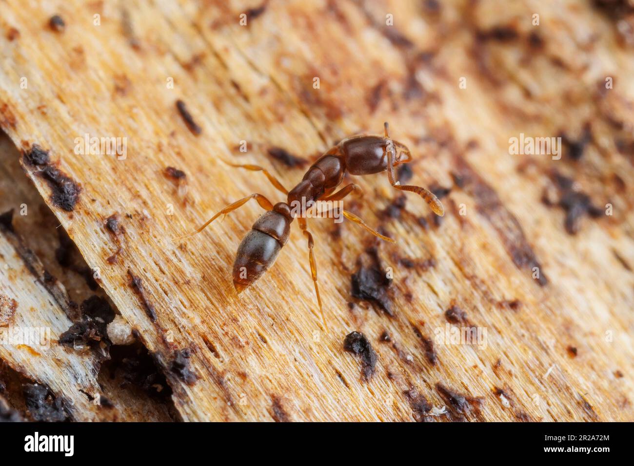 Common crypt ant hi-res stock photography and images - Alamy