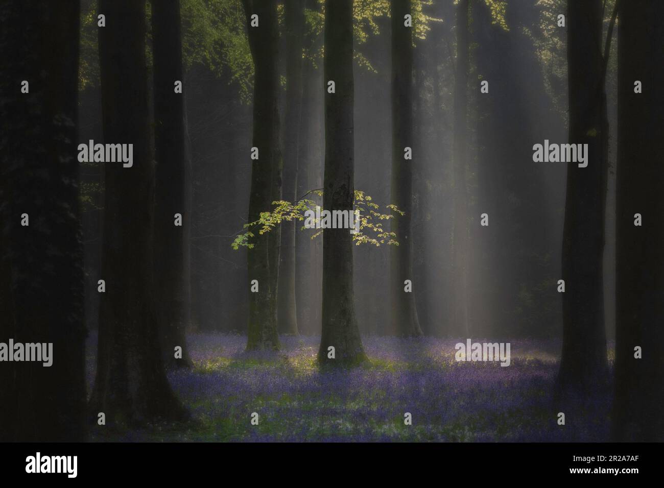 Spring bluebells in a very moody Wepham Woods, Angmering Park near ...