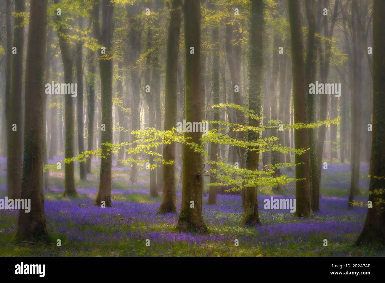Spring bluebells in Wepham Woods, Angmering Park near Arundel in West ...