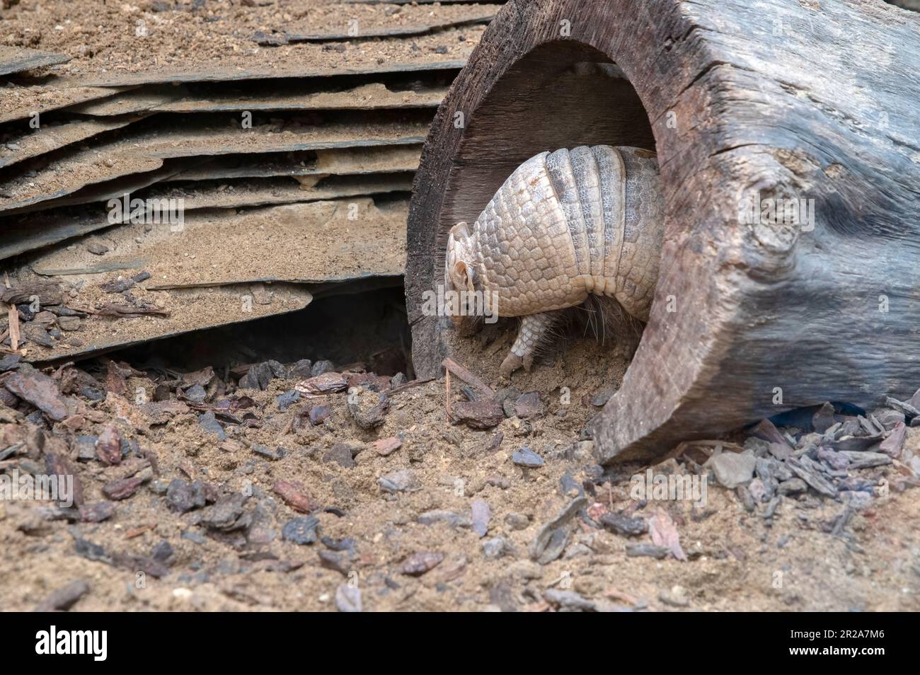 Close Up Southern Three-Banded Armadillo At The Artis Zoo At Amsterdam The Netherlands 24-3-2023 ...