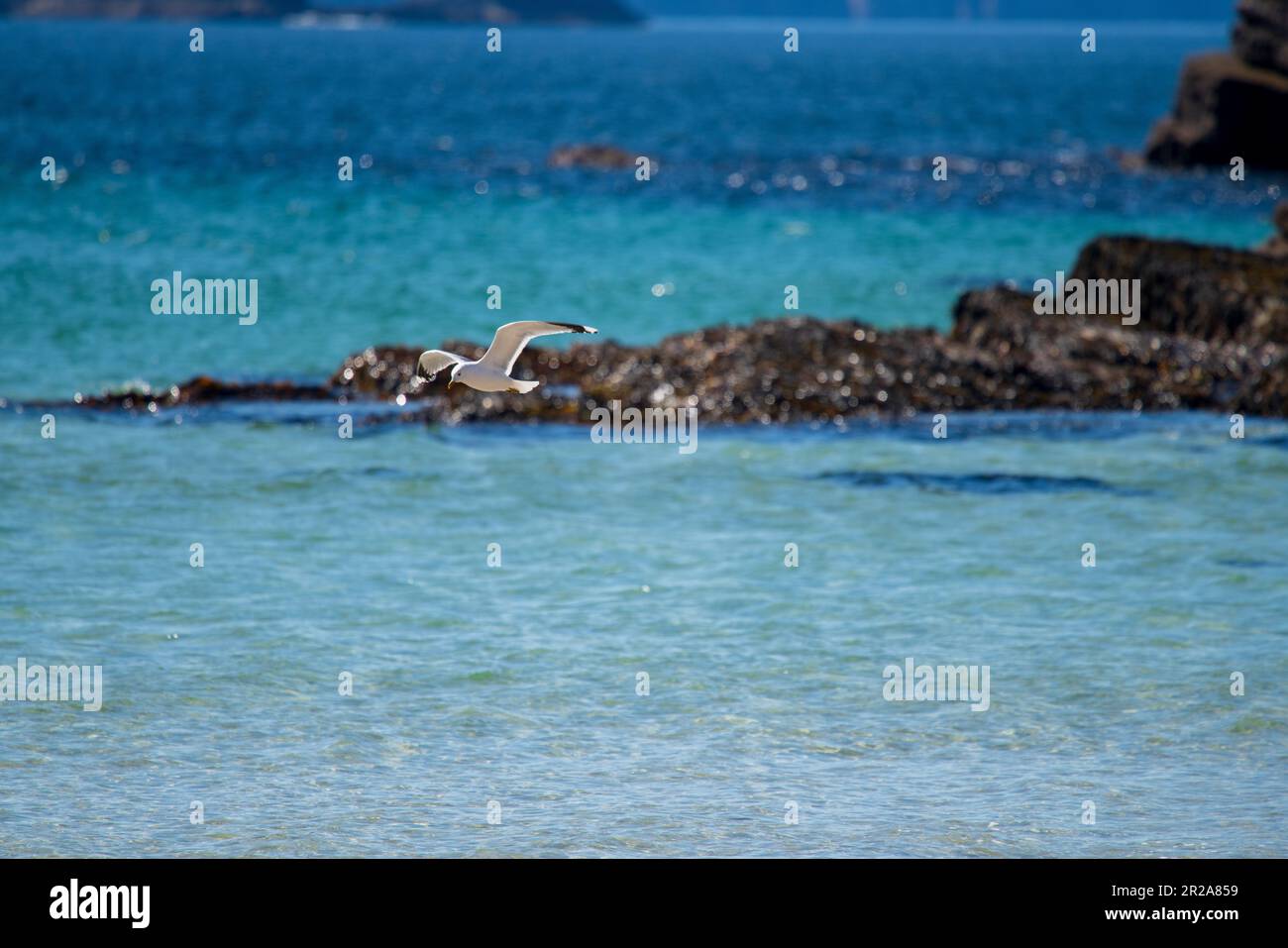 A gull enjoying the Scottish sun on the gorgeous deserted Oldshoremore ...