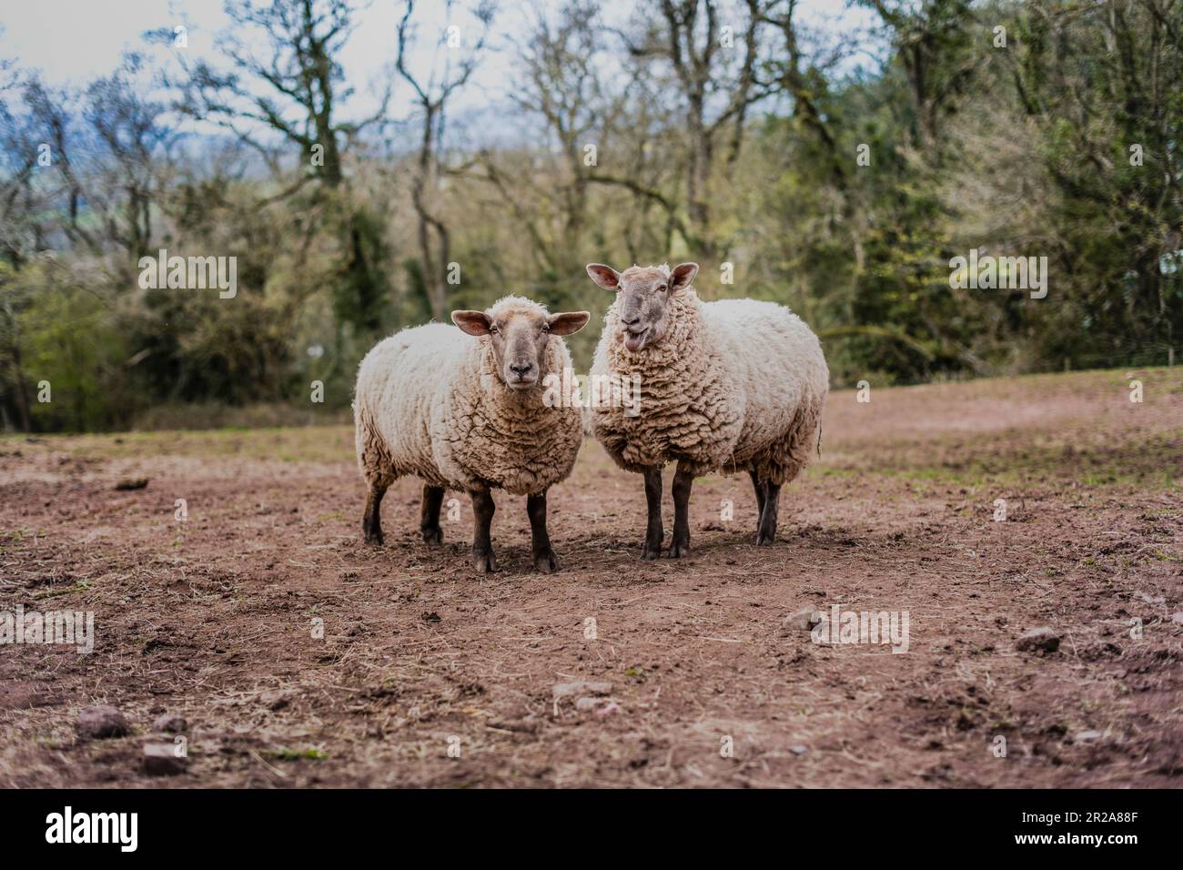 Sheep muddy field hi-res stock photography and images - Alamy