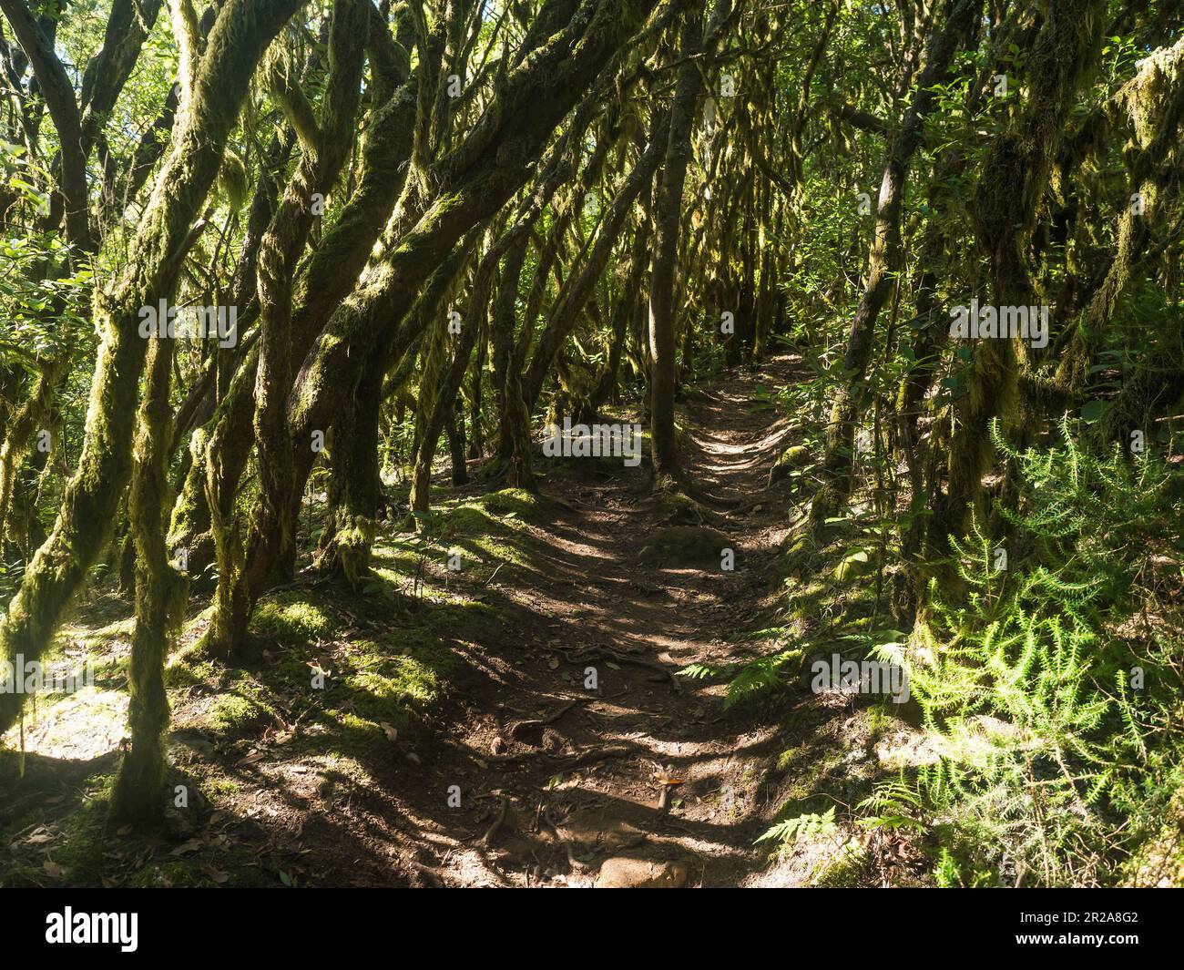 Narrow footpath through laurisilva forest with twisted branches of ...