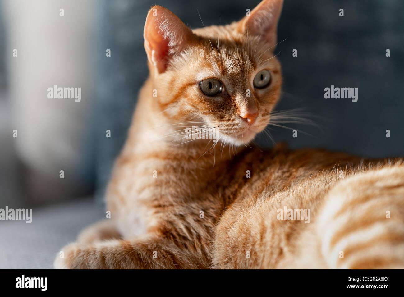 brown tabby cat with green eyes under the light of the window. close up ...