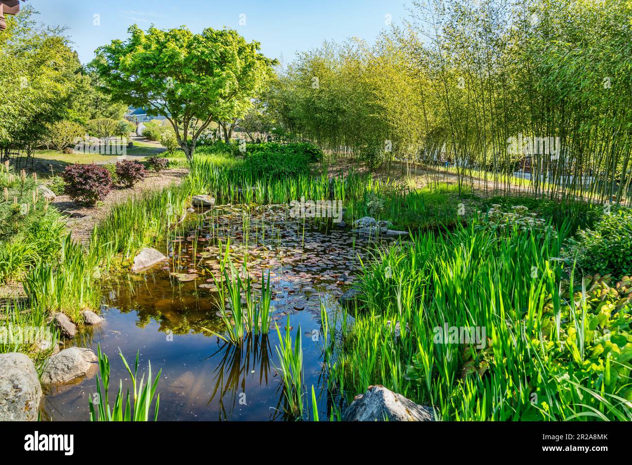Lily pond in chinese garden hi-res stock photography and images - Alamy