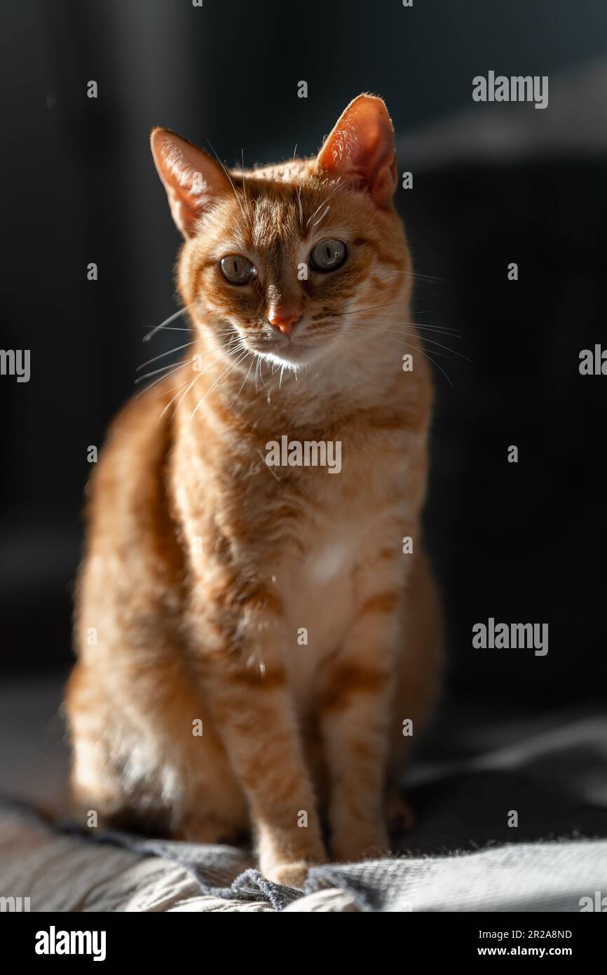 vertical composition. brown tabby cat with green eyes under the light ...