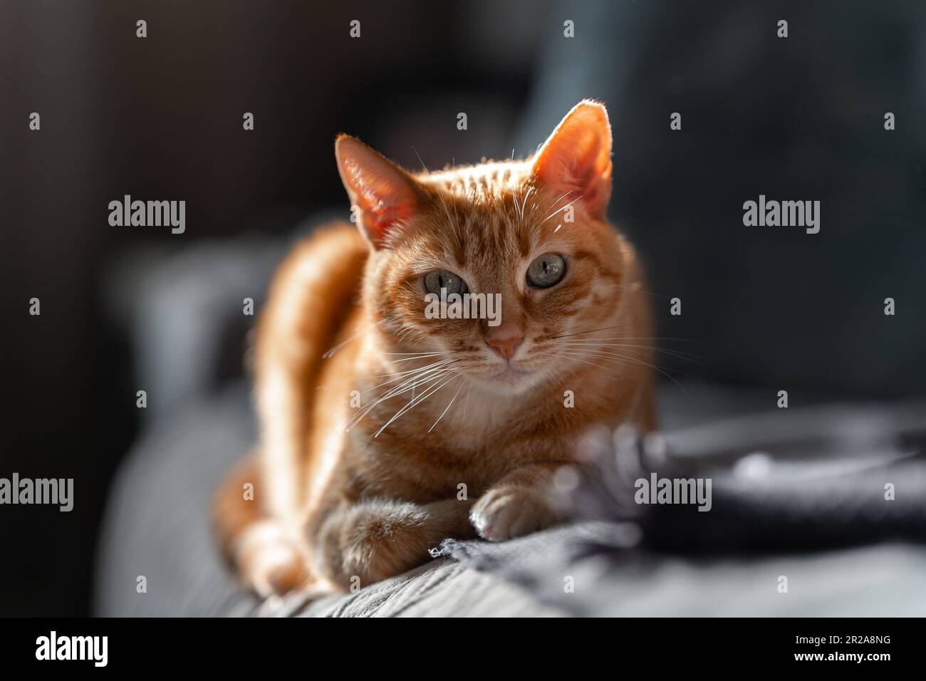 brown tabby cat with green eyes under the light of the window, looks at ...