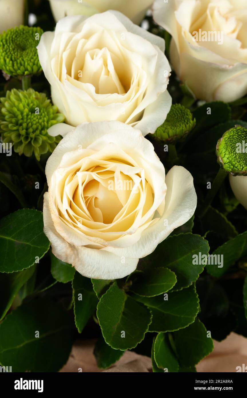 Beautiful white flowers roses hi-res stock photography and images - Alamy