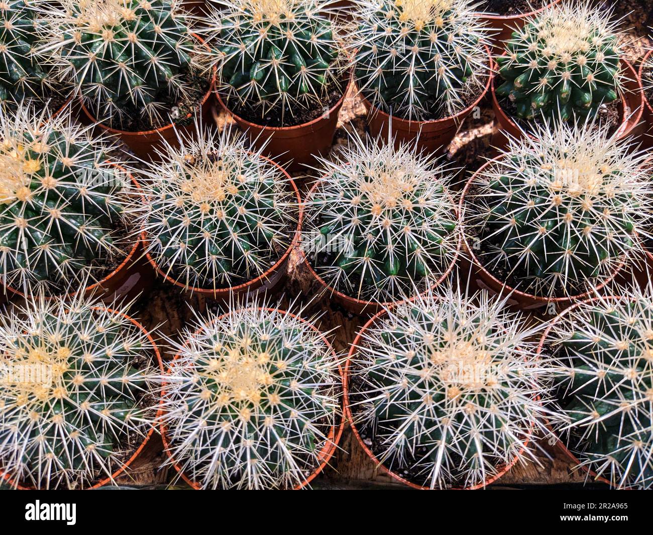 Lots of cacti in pots, top view Stock Photo - Alamy