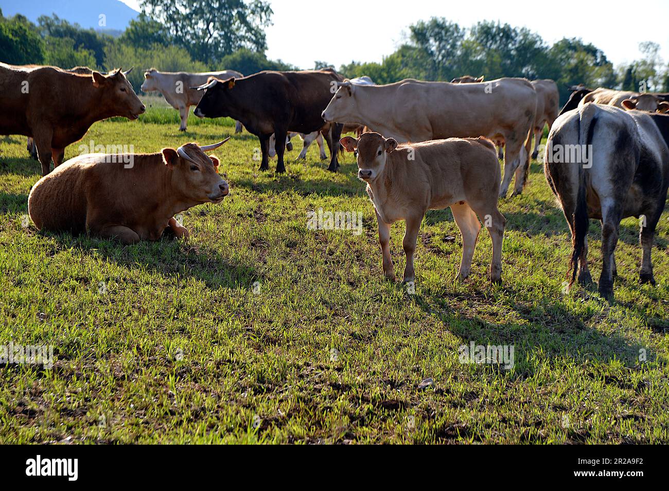 Vaca cow hi-res stock photography and images - Alamy