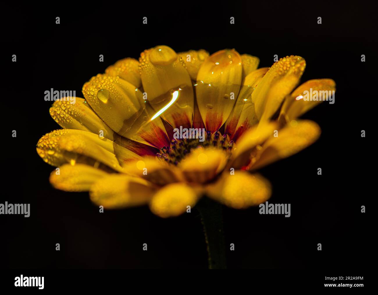 African daisy drop hi-res stock photography and images - Alamy