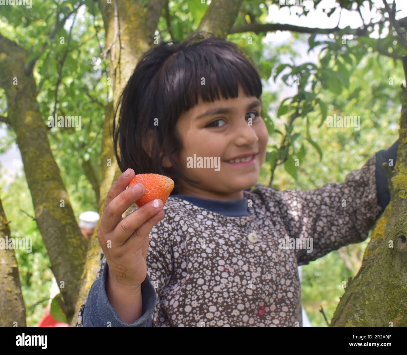 May 17, 2023, Srinagar, India: A girl shows Strawberries during the ...